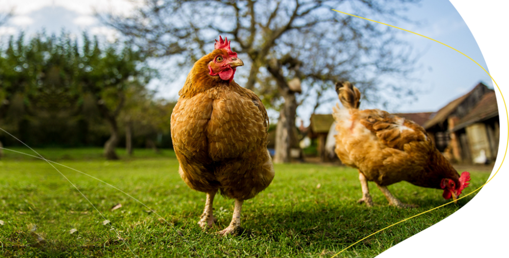 SÚPER HUEVO PREPICO - Italcol